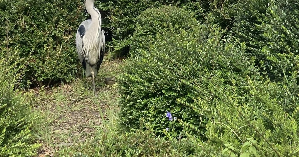 Tuindagboek #6 Ritme en Samenhang